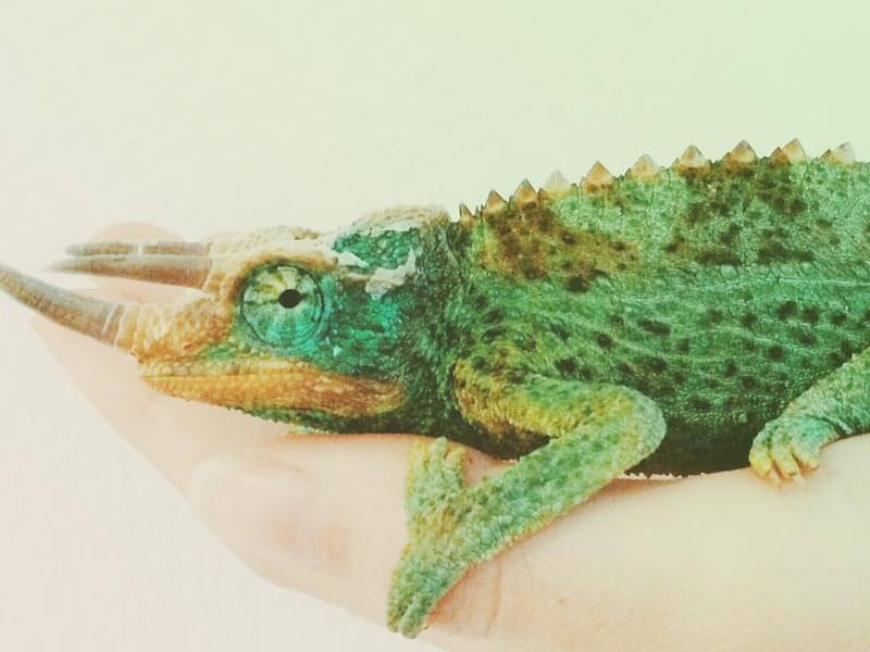 CSS Variables or Custom Properties - Red Onion - Professional Web ...